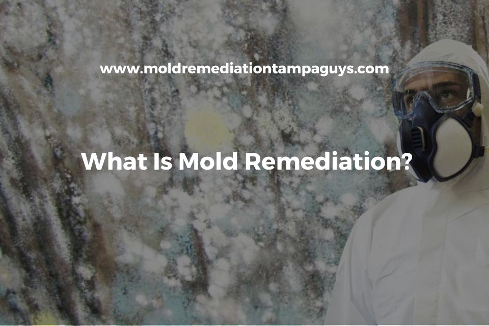 What Is Mold Remediation? - Mold Remediation Tampa Guys