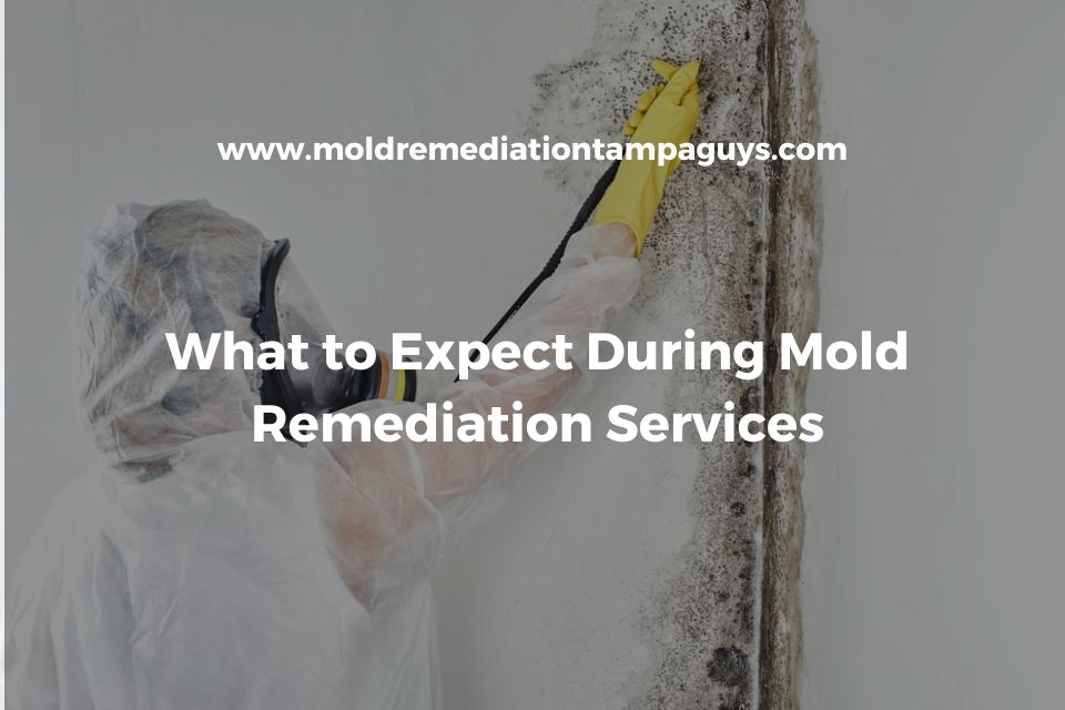 What to Expect During Mold Remediation Services - Mold Remediation ...